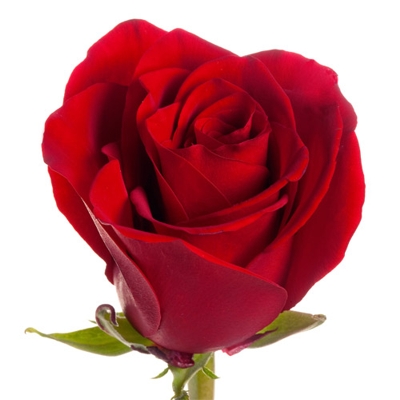 ROSA IMP. EXPLORER 50 CM - cod: 00010808