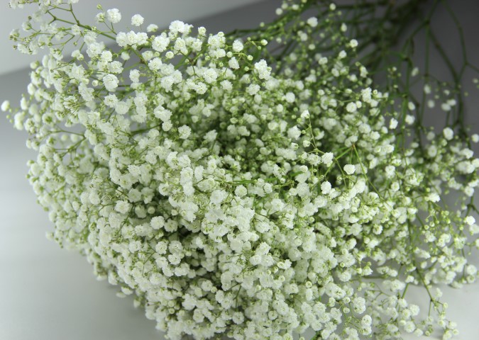 GYPSO IMP. XLENCE - cod: 00010009